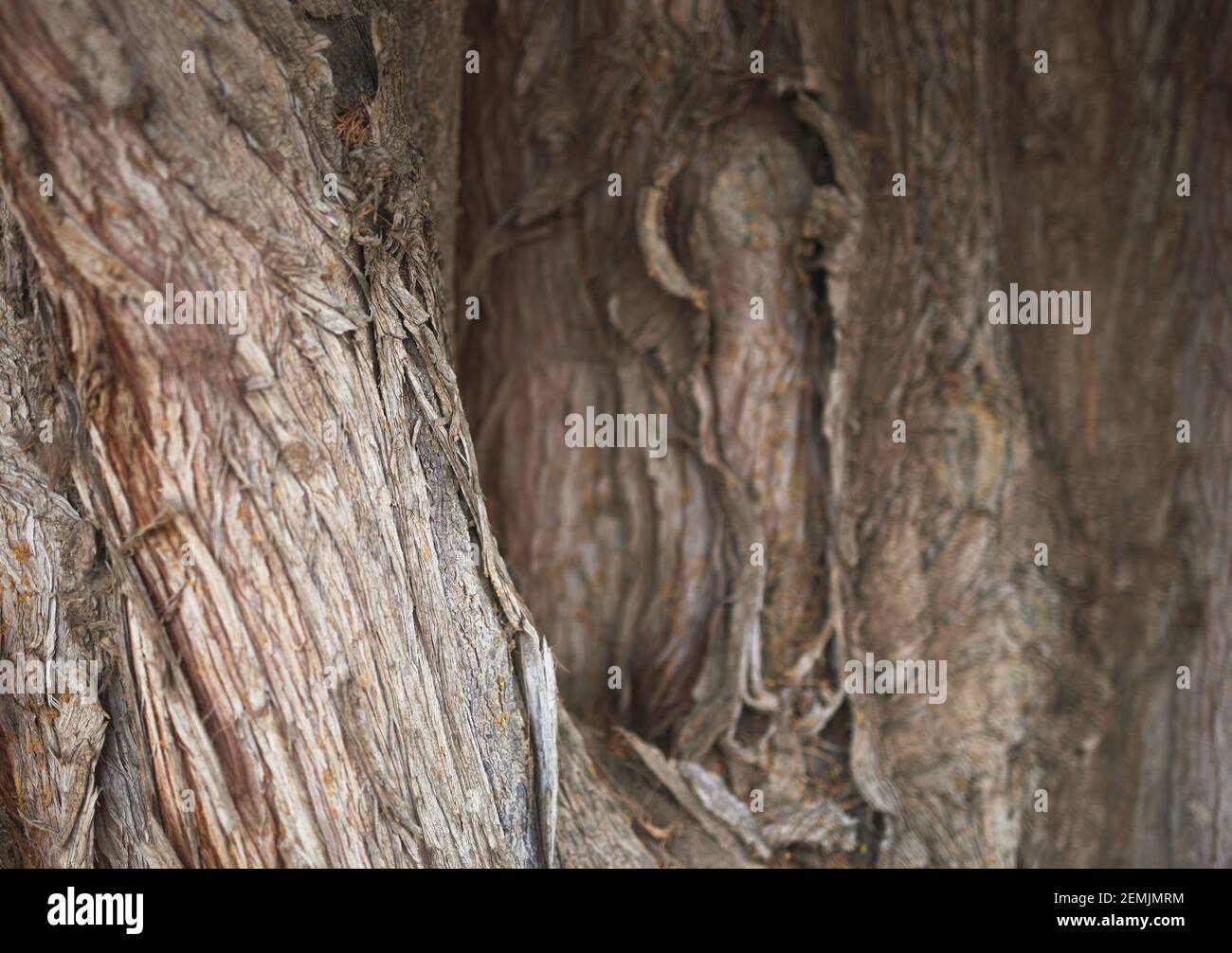 detail of a trunk of an old cypress tree, deteriorated and with damaged ...