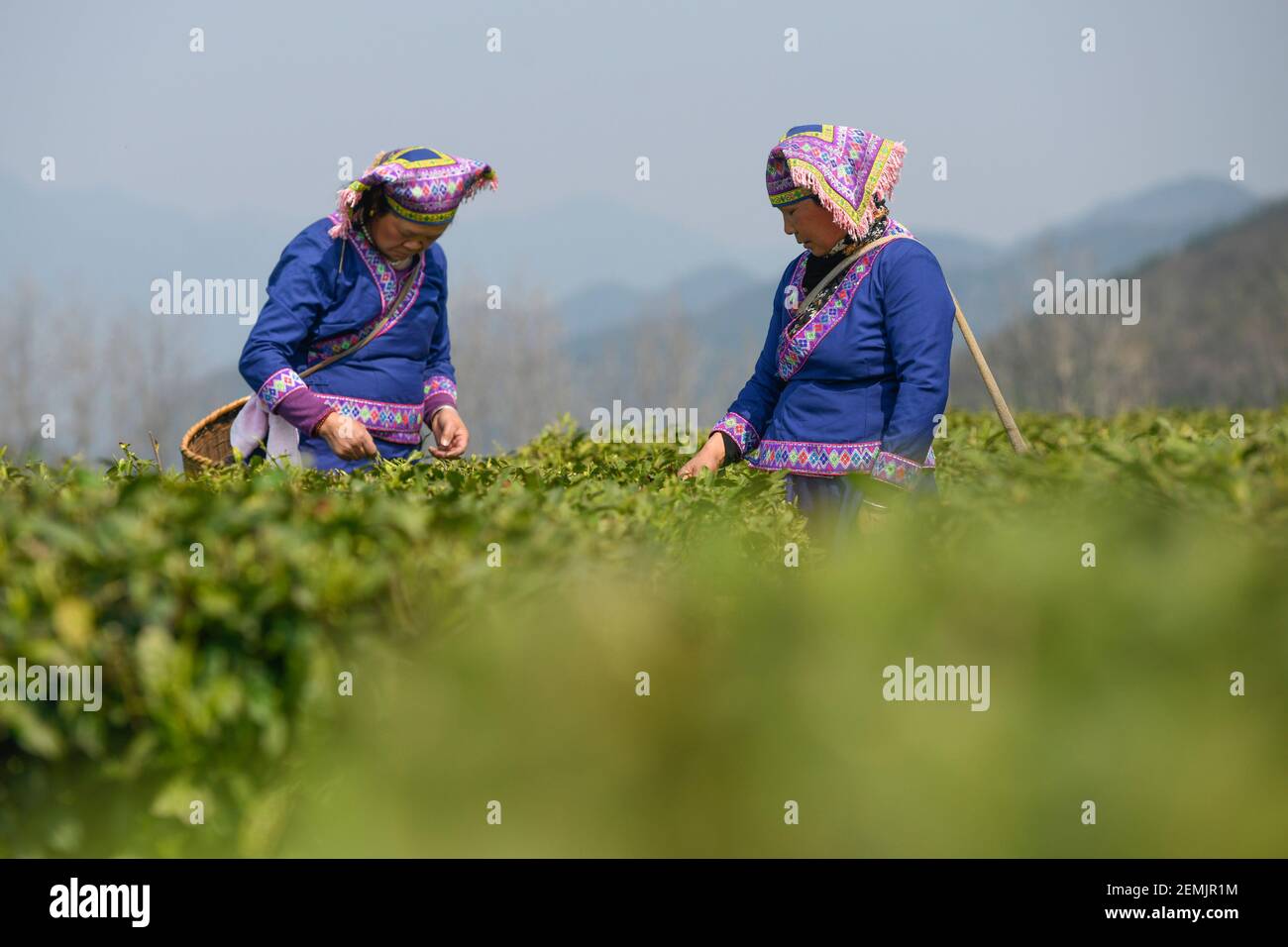 Tea farmers pick spring tea at an ecological organic tea garden in ...