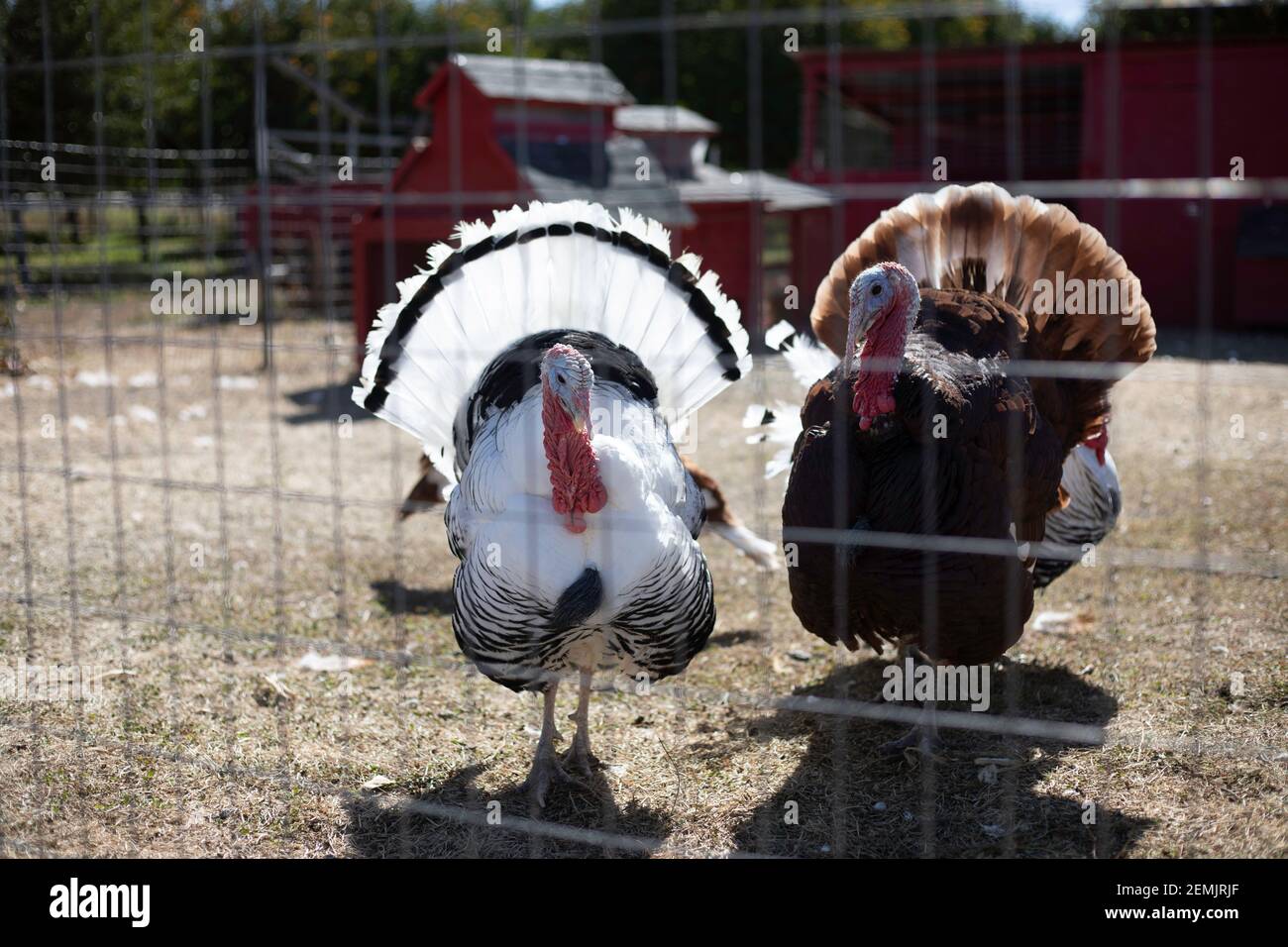 Turkey farm bird fat hi-res stock photography and images - Alamy