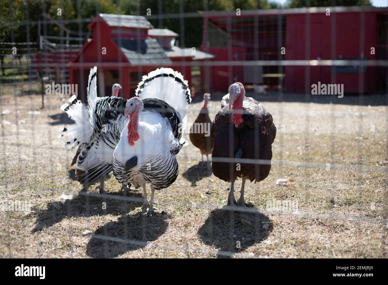 Large, plump domesticated turkeys in caged area in residential ...