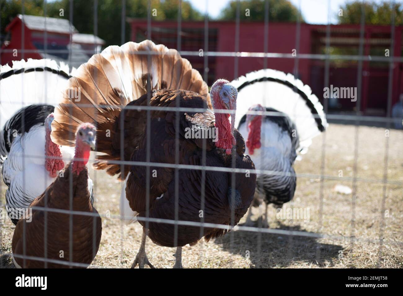 Large, plump domesticated turkeys in caged area in residential ...