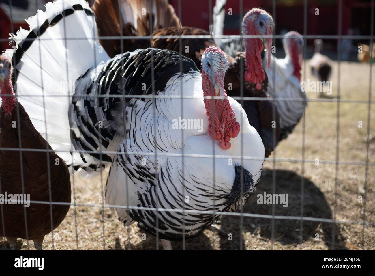 Turkey farm bird fat hi-res stock photography and images - Alamy