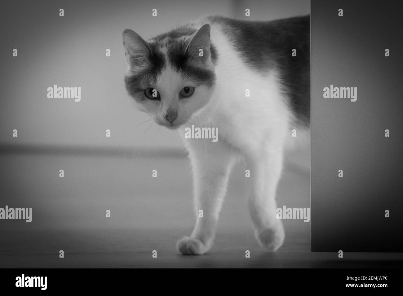 Cat sneaking in from behind a door - black and white Stock Photo - Alamy