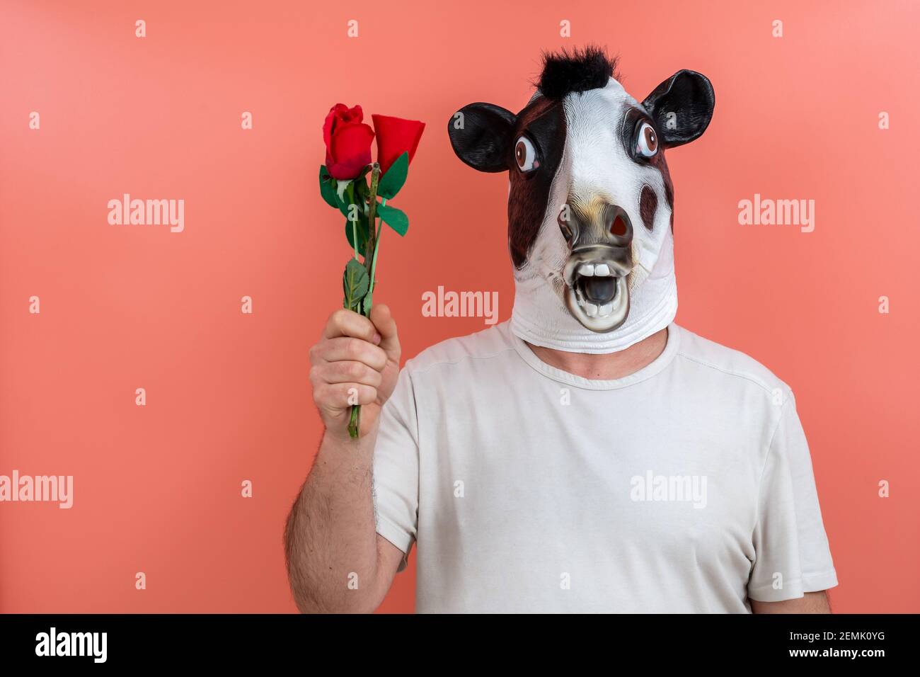 person wearing a cow mask offering a bouquet of flowers, tulips and ...