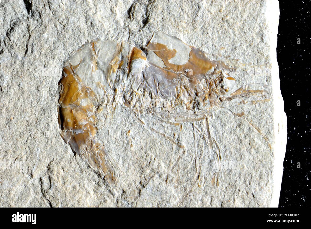 Fossil prehistoric shrimp hi-res stock photography and images - Alamy