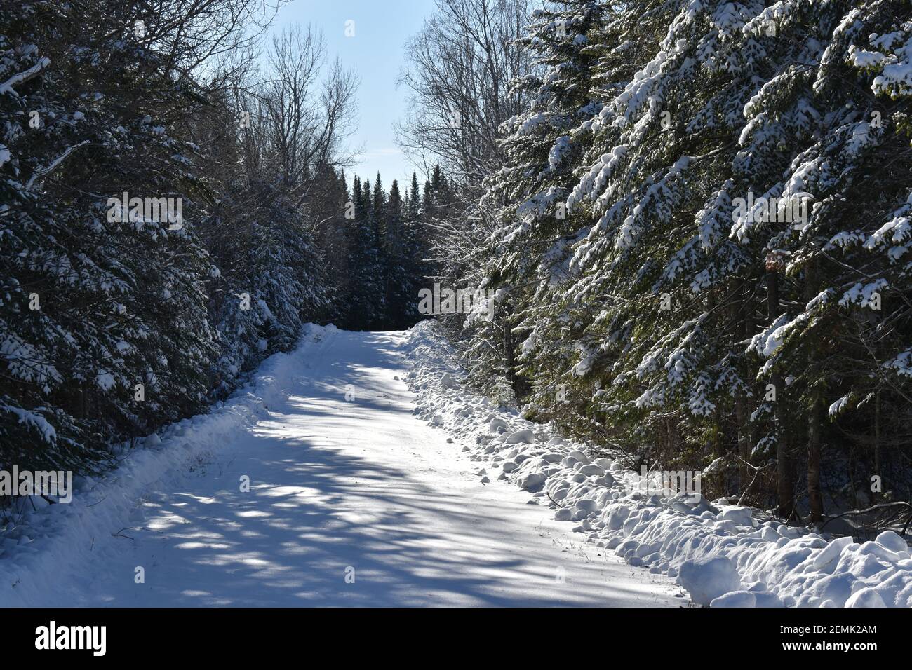 Arbre forestier hi-res stock photography and images - Alamy
