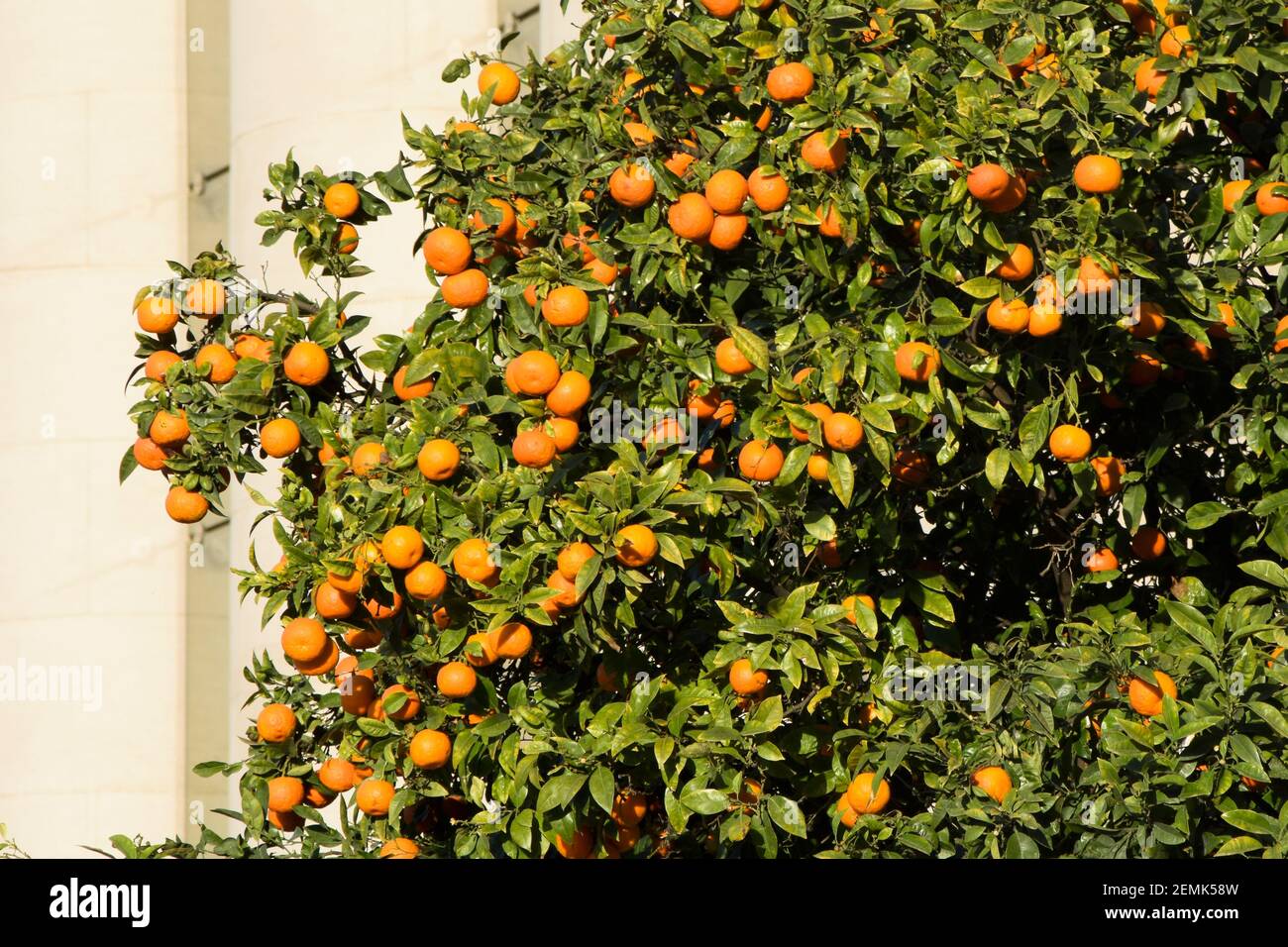 Tangarinnes hi-res stock photography and images - Alamy