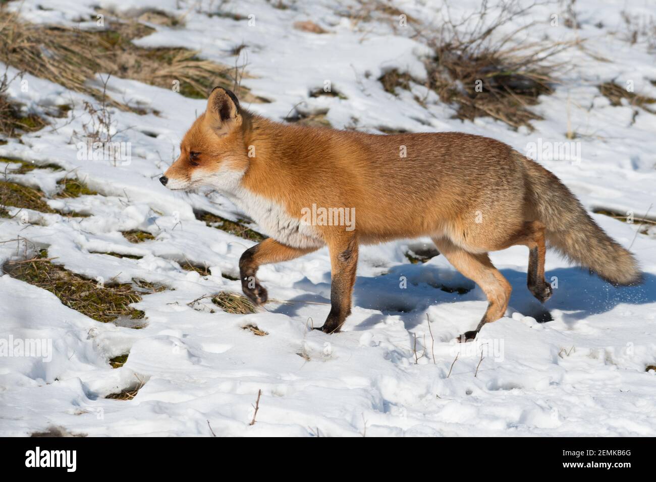 Red fox in the snowy world with freshly fallen snow. Photographed in ...