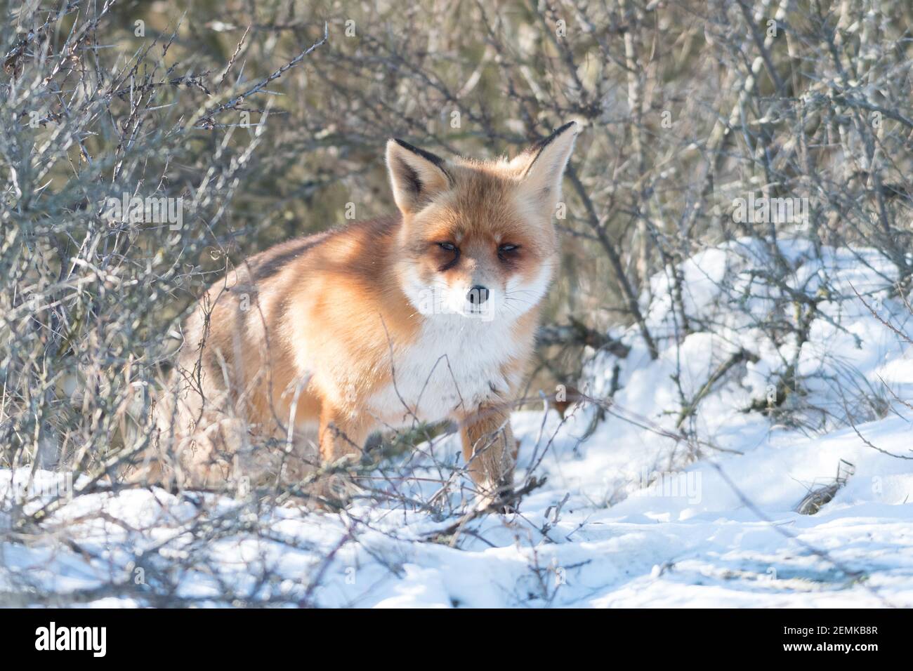 Red fox in the snowy world with freshly fallen snow. Photographed in ...