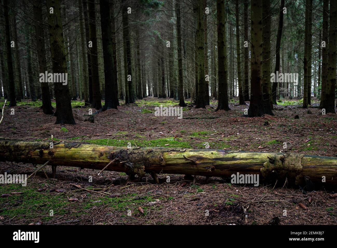 A tree log on the ground in a beautiful dark pine forest. Picture from ...