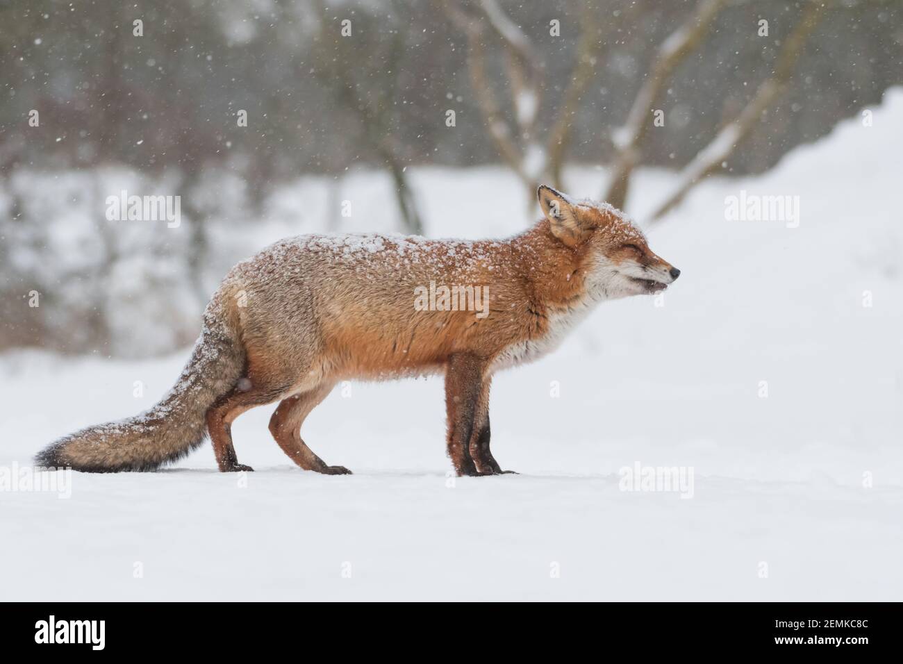 Red fox in the snowy world with freshly fallen snow. Photographed in ...