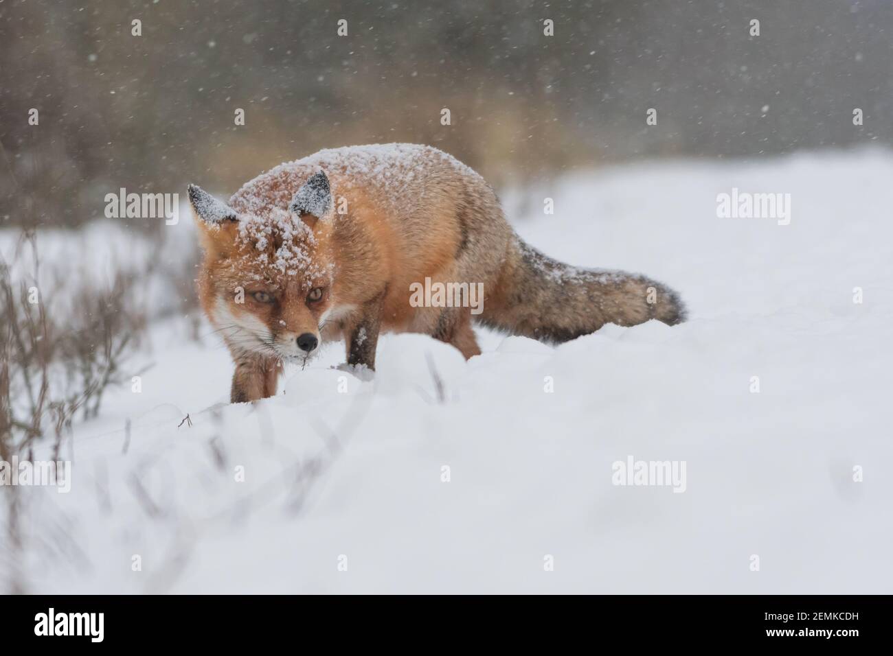Red fox in the snowy world with freshly fallen snow. Photographed in ...