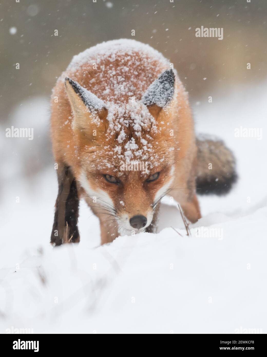 Red fox in the snowy world with freshly fallen snow. Photographed in ...