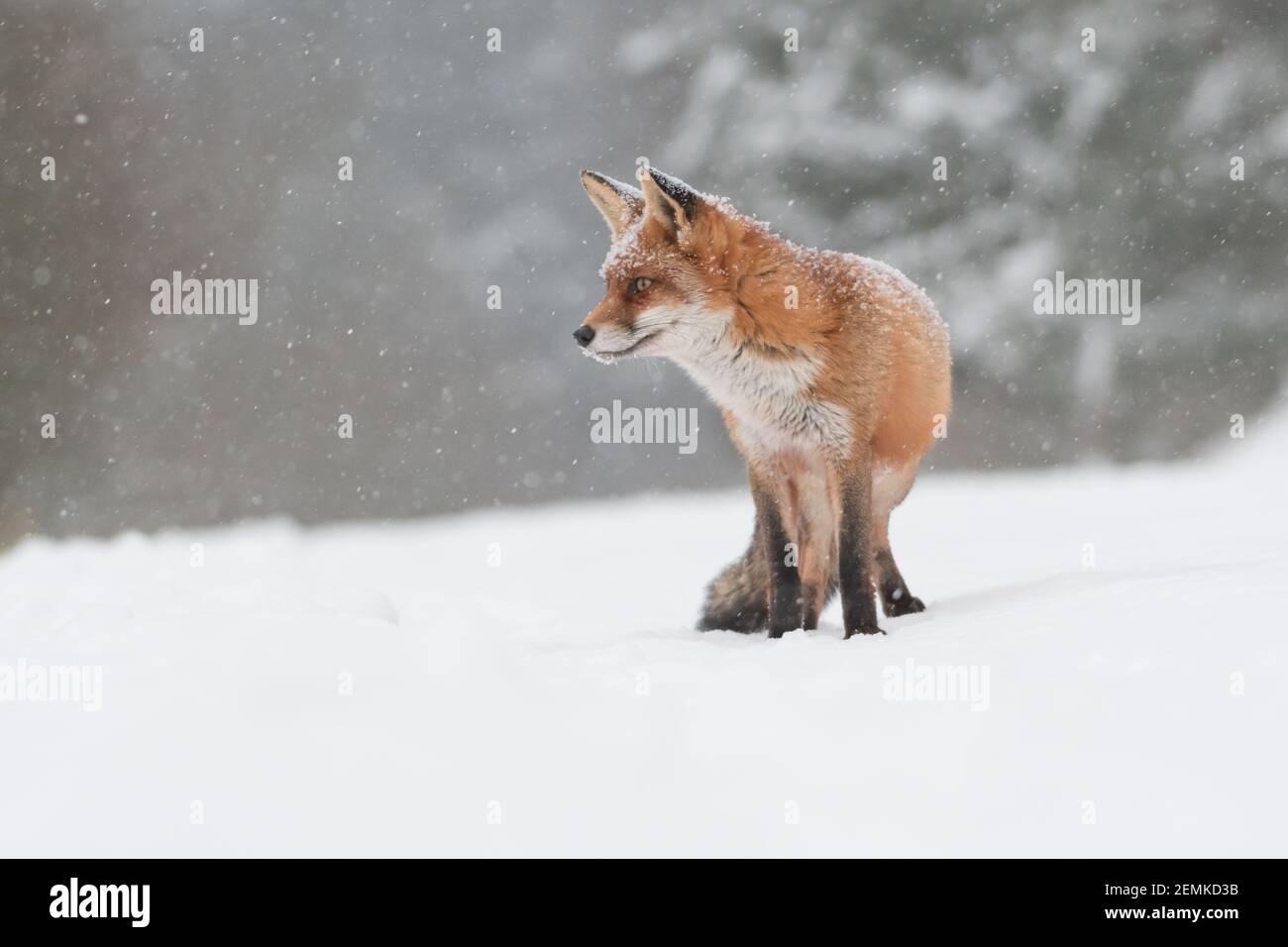 Red fox in the snowy world with freshly fallen snow. Photographed in ...