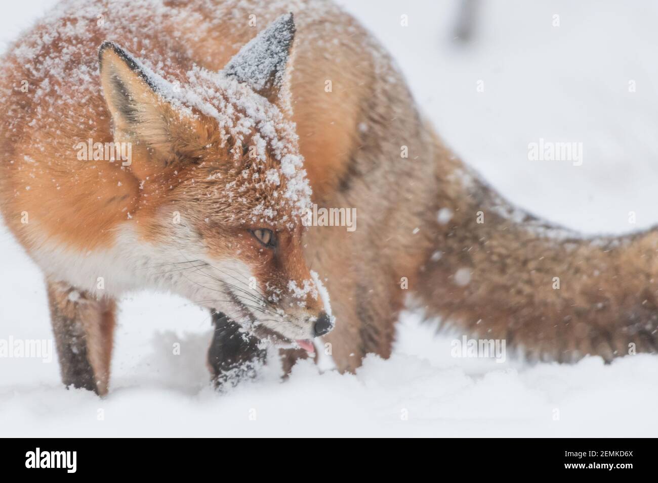 Red fox in the snowy world with freshly fallen snow. Photographed in ...