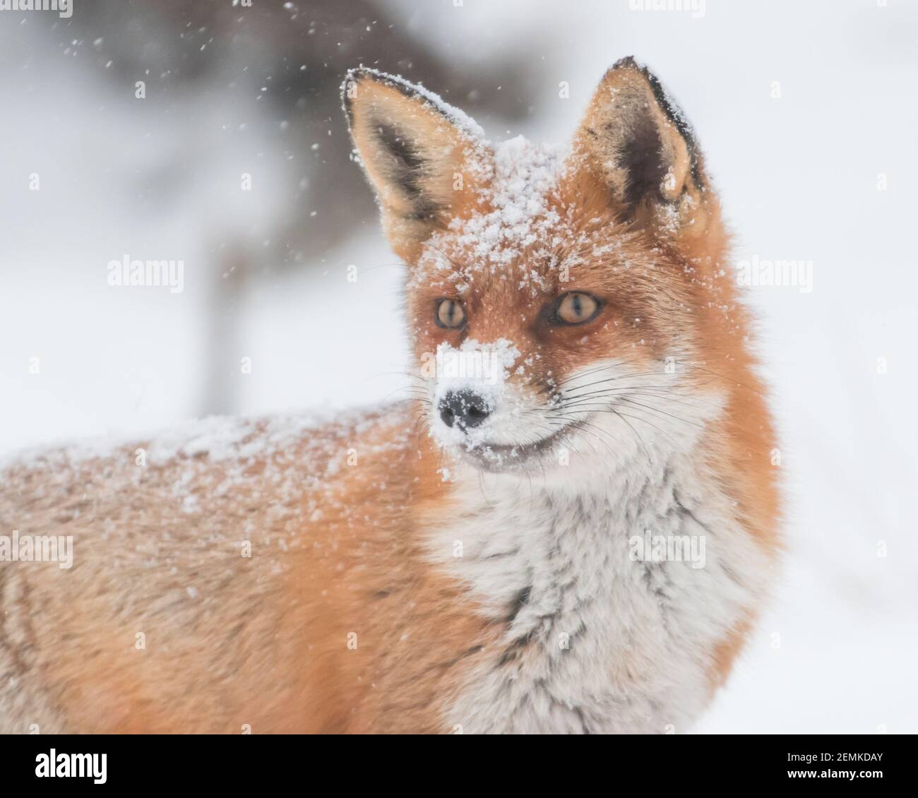 Red fox in the snowy world with freshly fallen snow. Photographed in ...