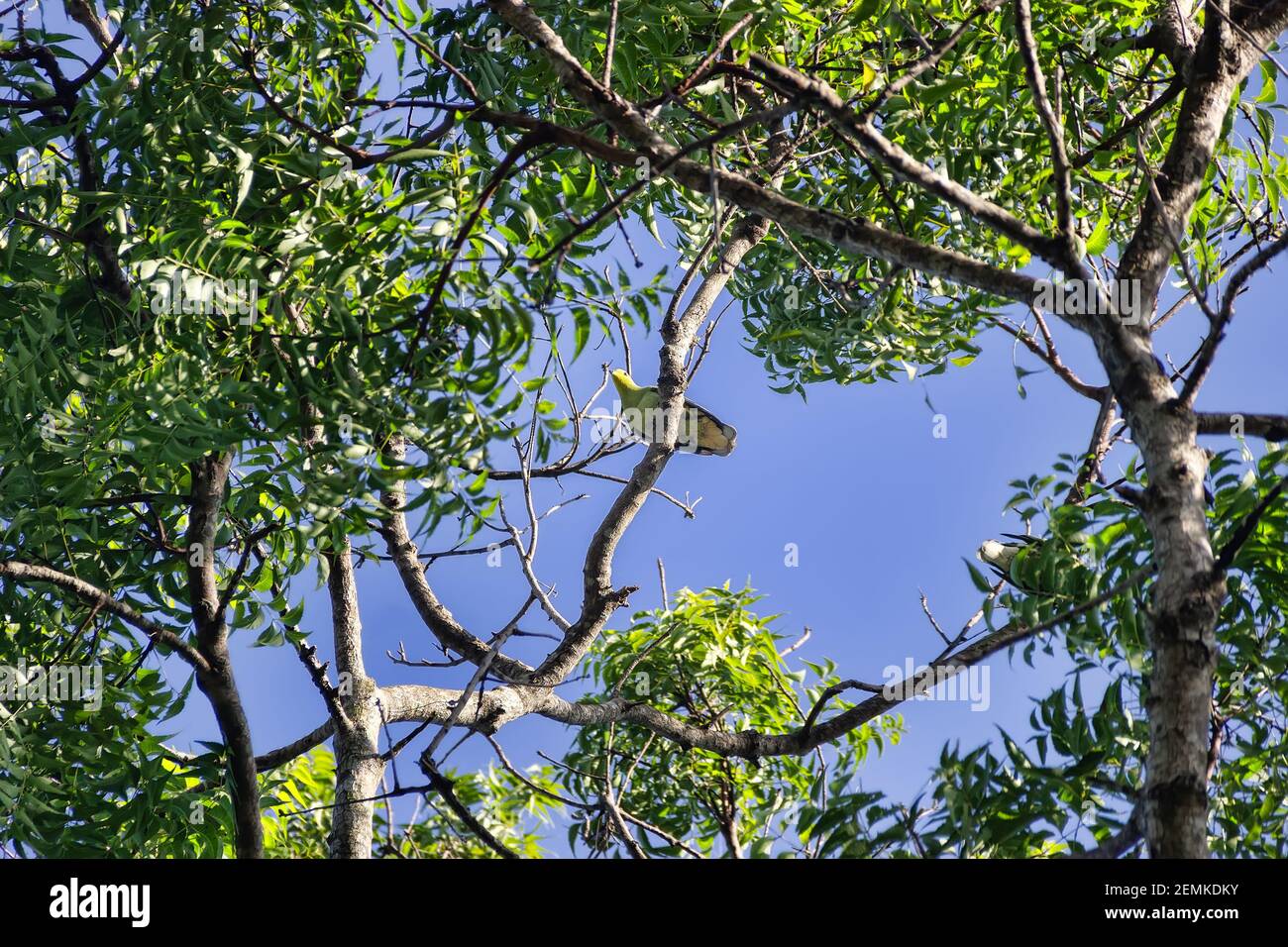 Winter tropical treescape with Sri Lanka Green Pigeon (Treron pompadora ...
