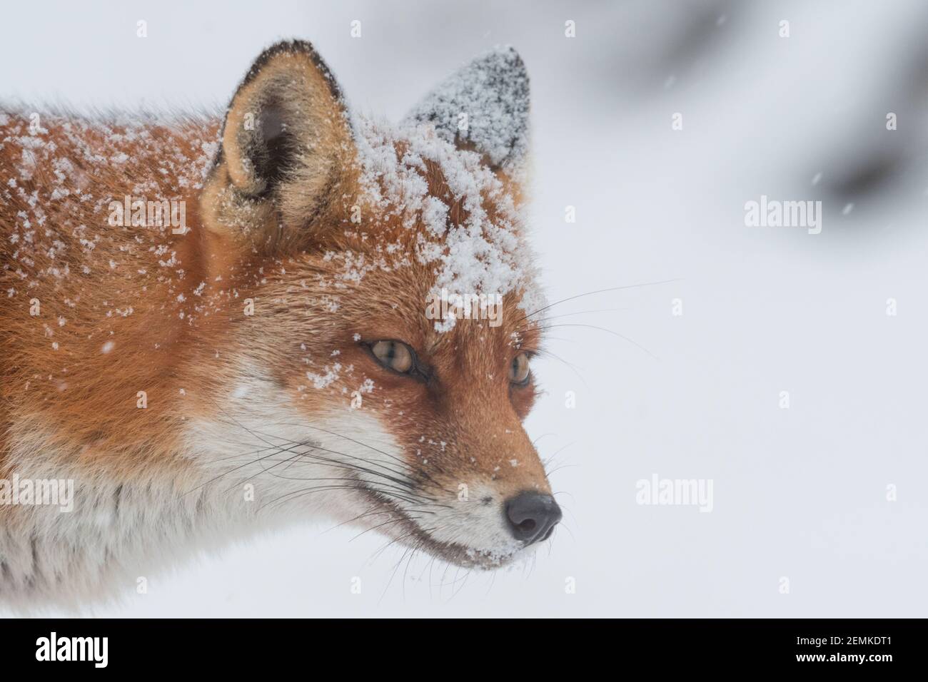 Red fox in the snowy world with freshly fallen snow. Photographed in ...