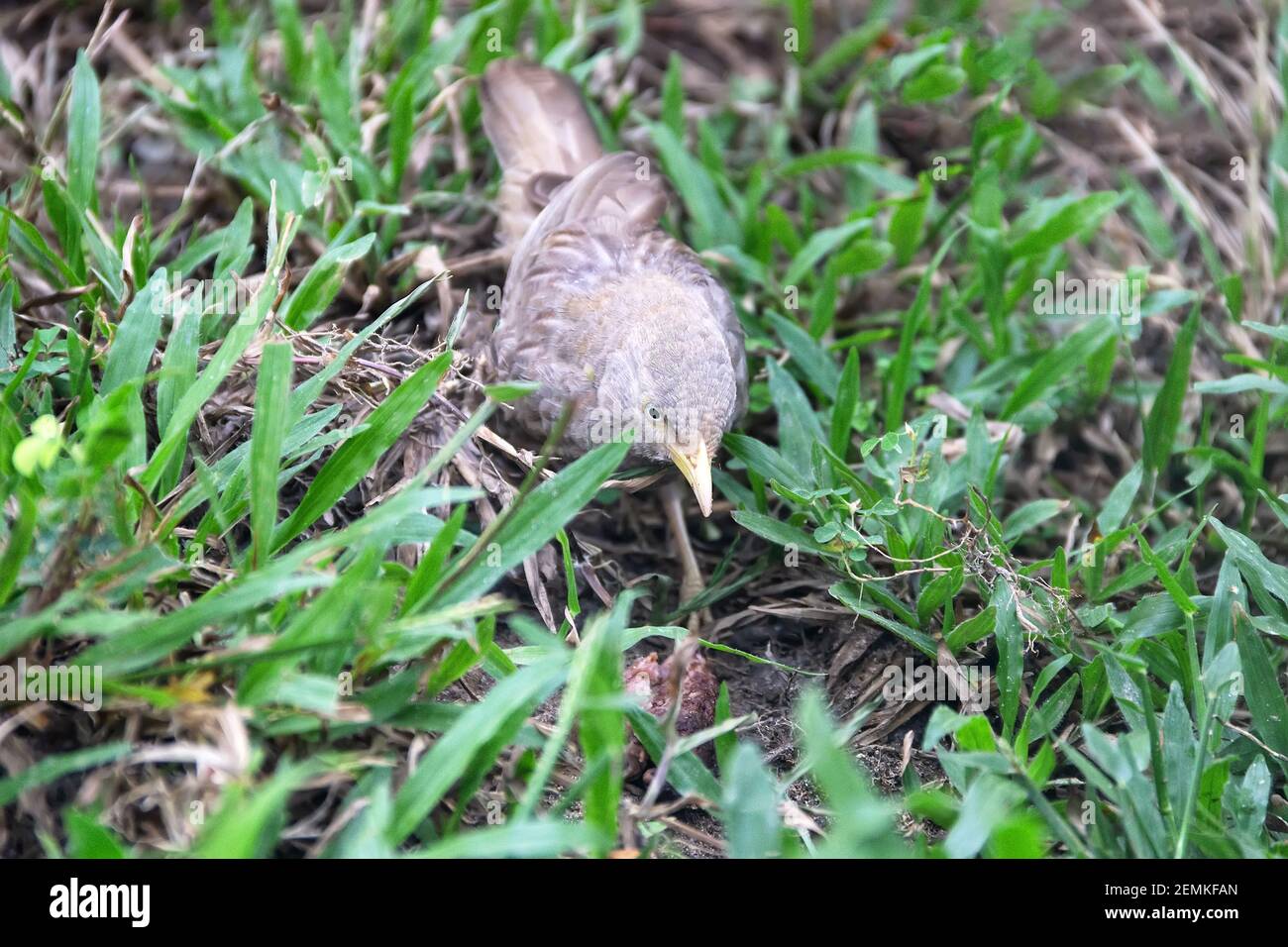 Ceylon Rufous Babbler (Turdoides rufescens) collects food on the lawn ...
