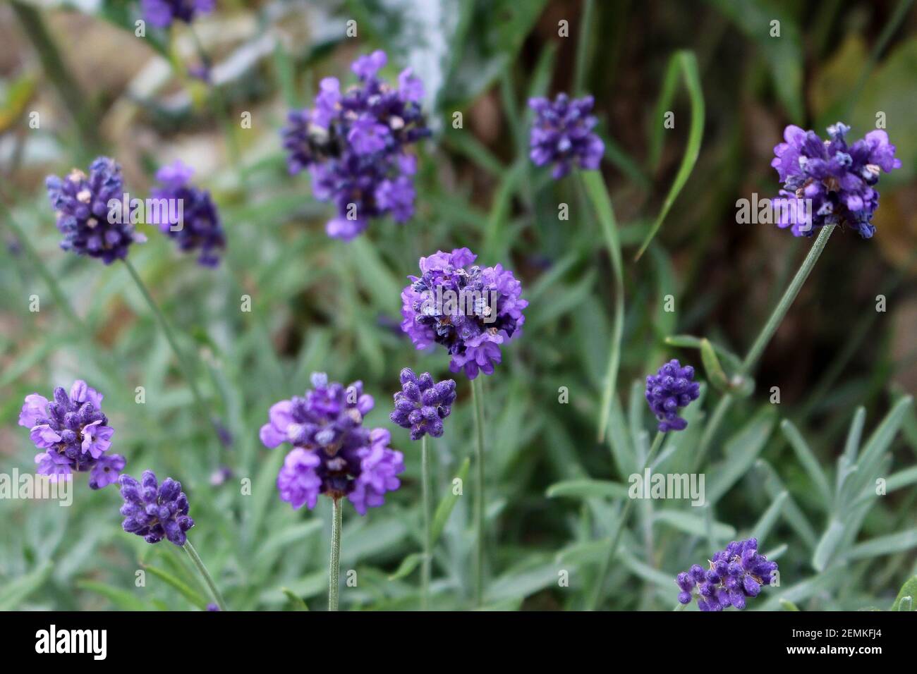 purple lavender plant in garden Stock Photo - Alamy