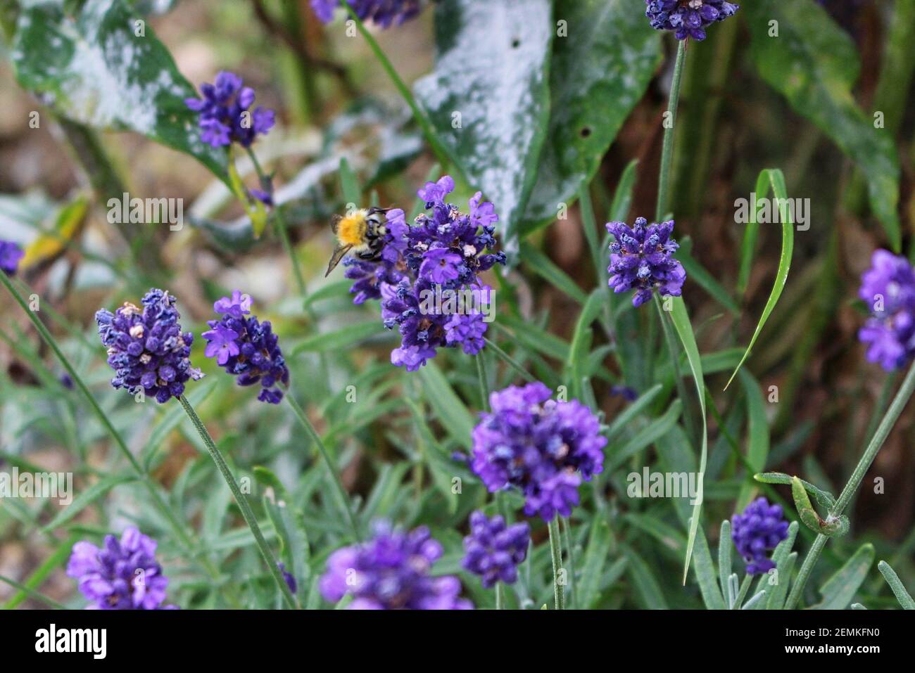 purple lavender plant in garden Stock Photo - Alamy
