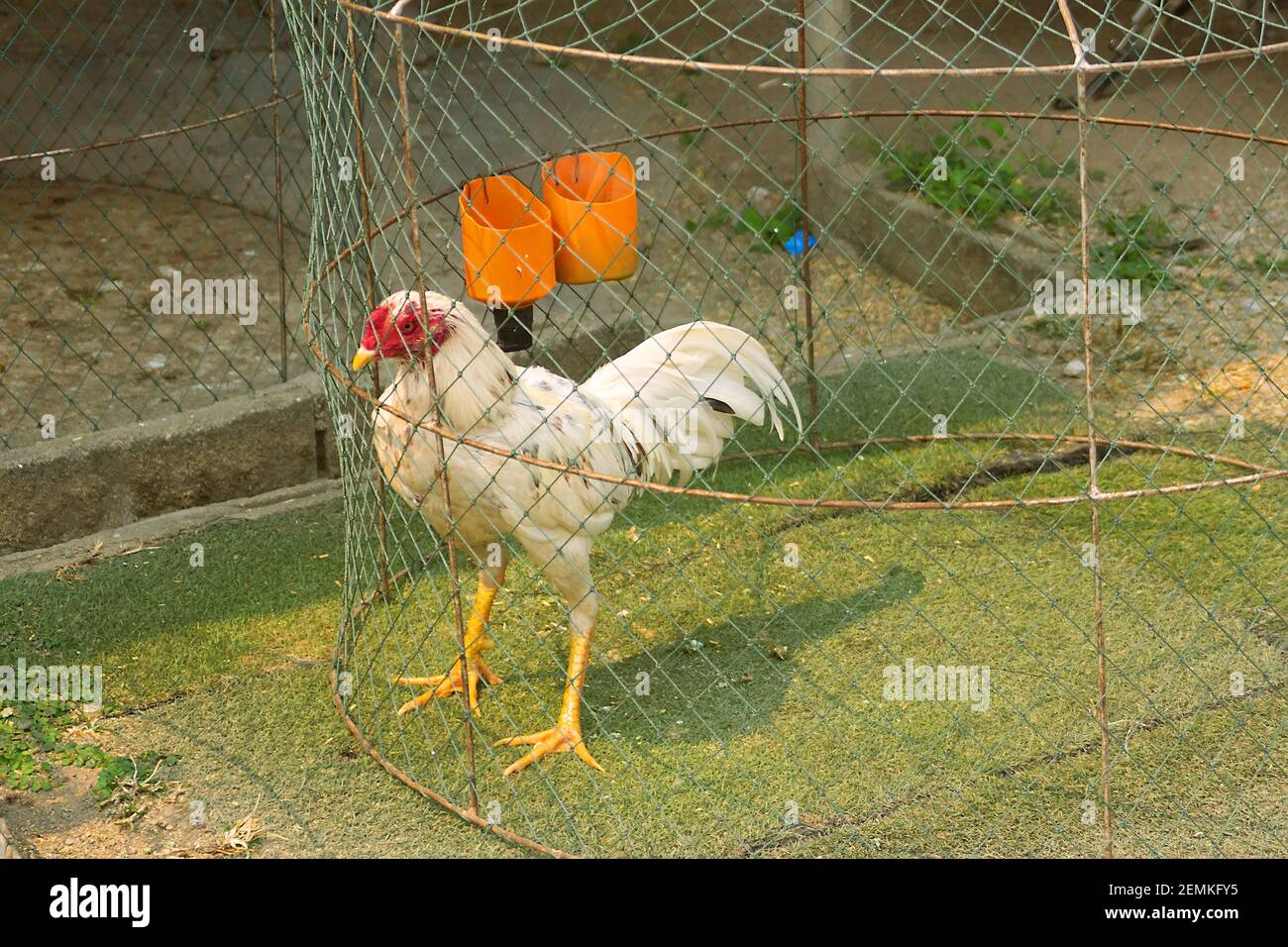Battle rooster (heeler) in a cage before a fight. Cock fighting in ...