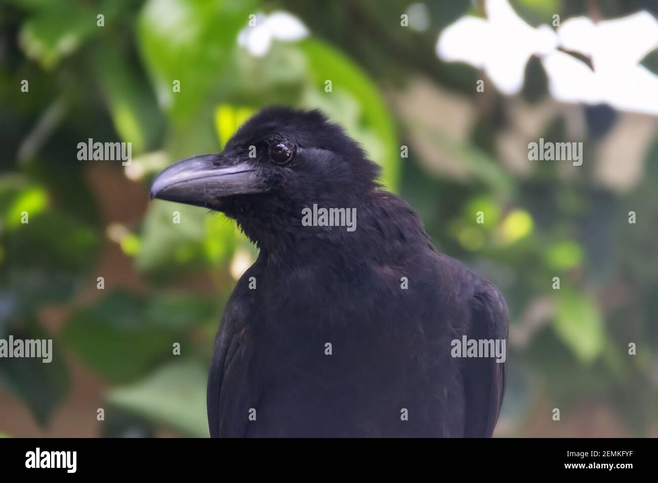 Indian jungle crow (Corvus culminatus). Crow in the city, synanthropic ...