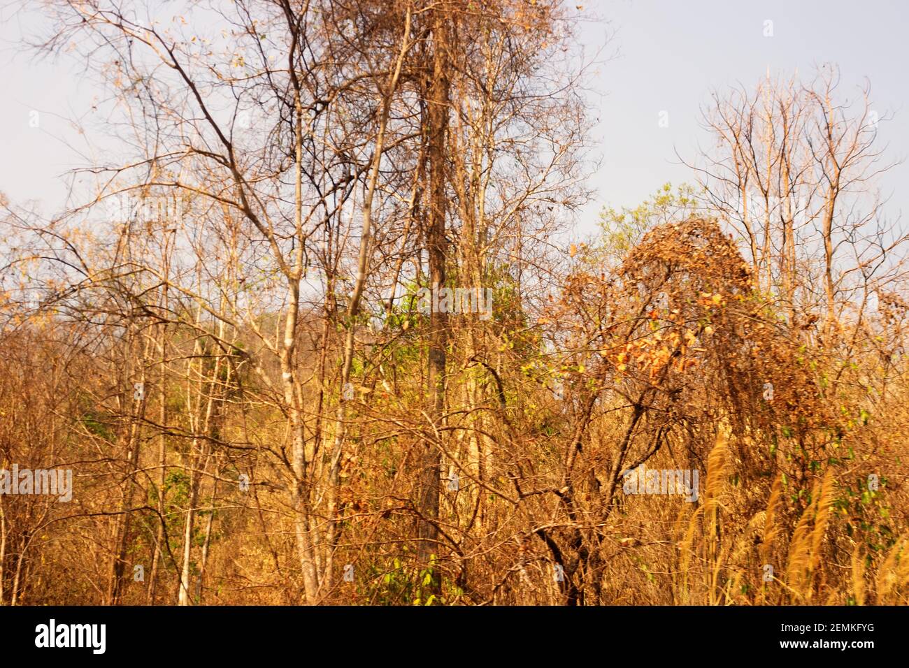 Winter (February) deciduous and semi-deciduous tropical forests in the ...