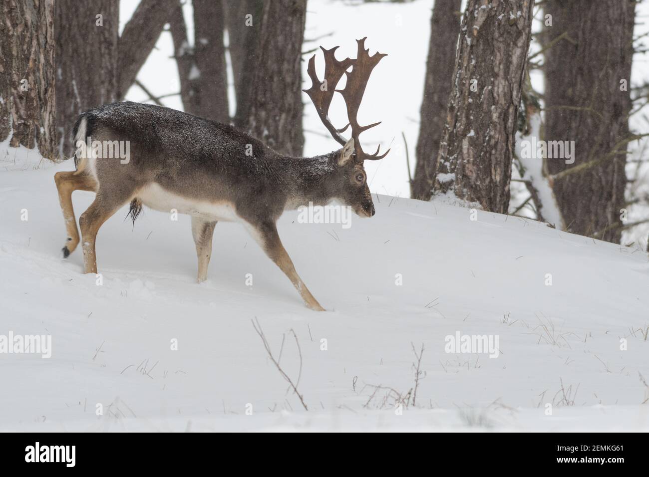 Fallow deer in the snowy world with freshly fallen snow. Photographed ...