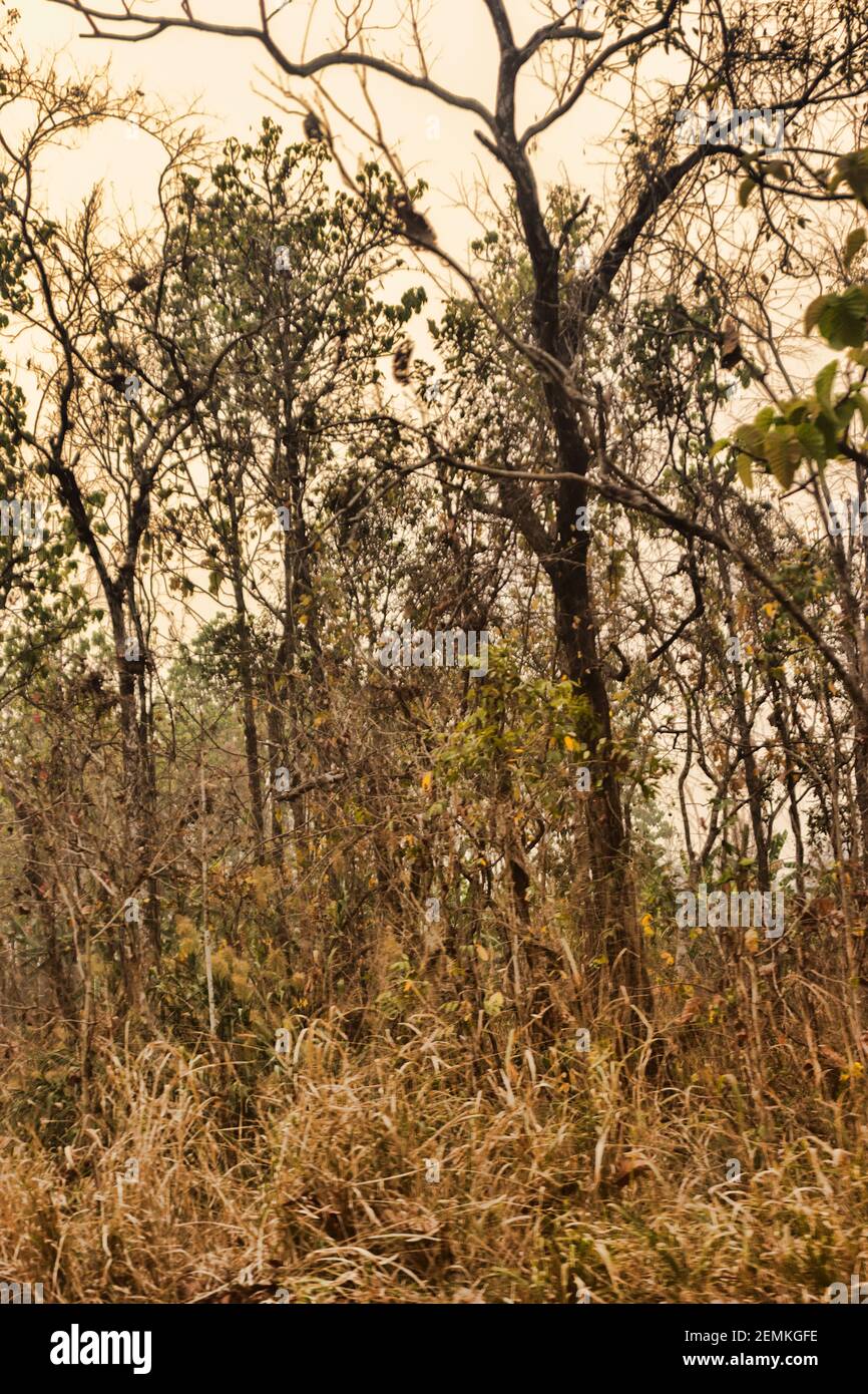 Tropical mountain forest in winter during the dry season, deciduous and ...