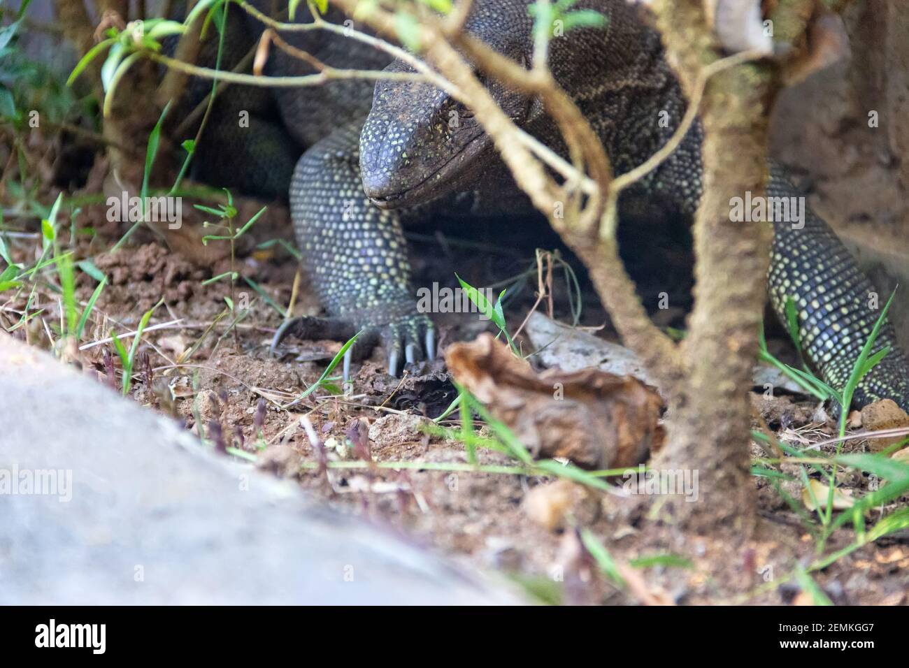 Water monitor lizard on the concrete bank of the canal. This species of ...