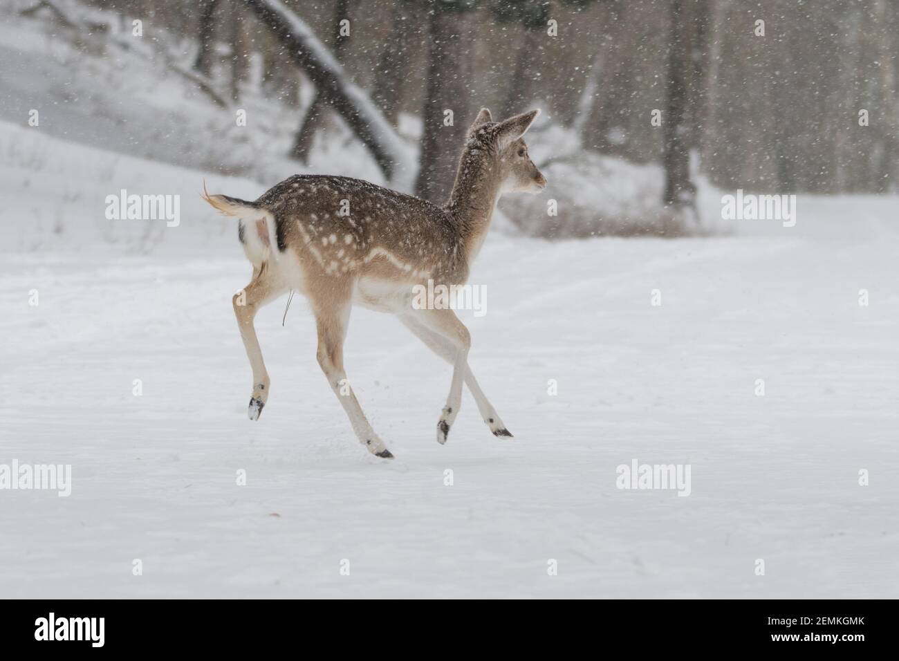 Fallow deer in the snowy world with freshly fallen snow. Photographed ...