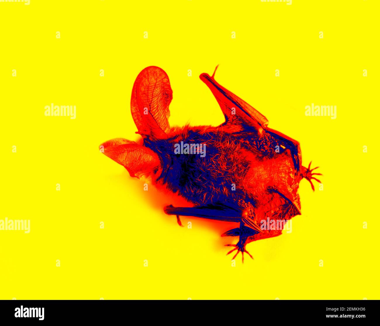 bat close up on a white background Stock Photo - Alamy