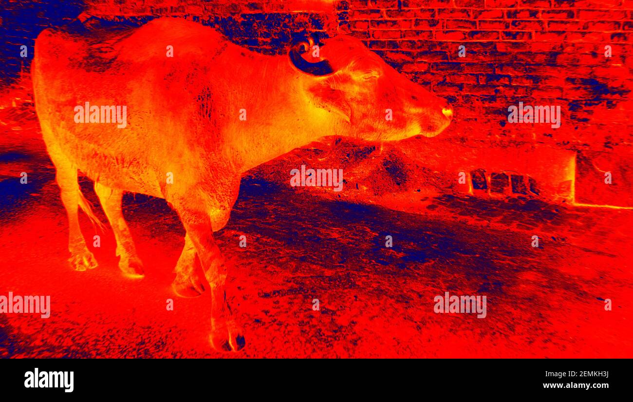 Water Buffalo, a female in the city. Scanning the animal's body ...