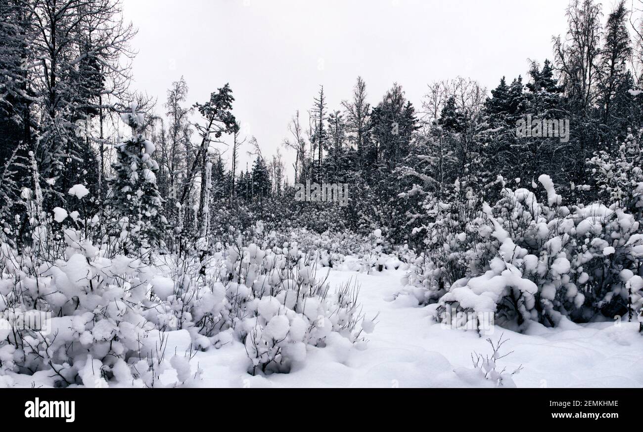 The forest is covered with deep snow after several days of snowfall ...