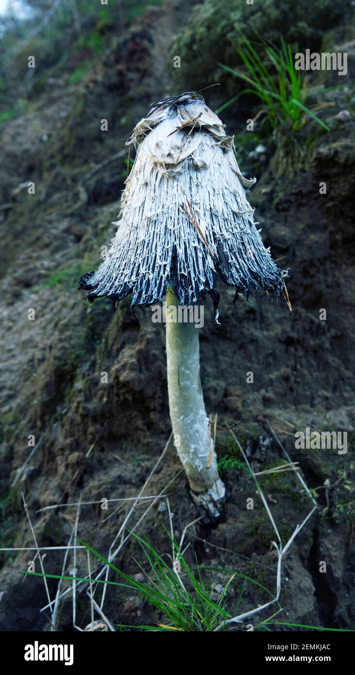 Touchwood fungus hi-res stock photography and images - Alamy