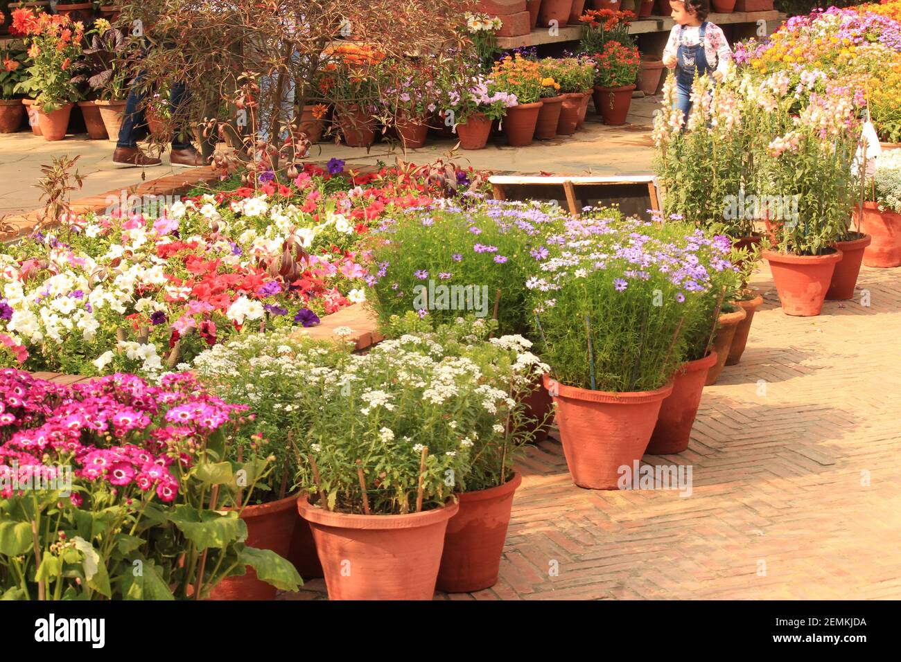 Colorful flowers on display during the 34th Garden Tourism Festival in ...
