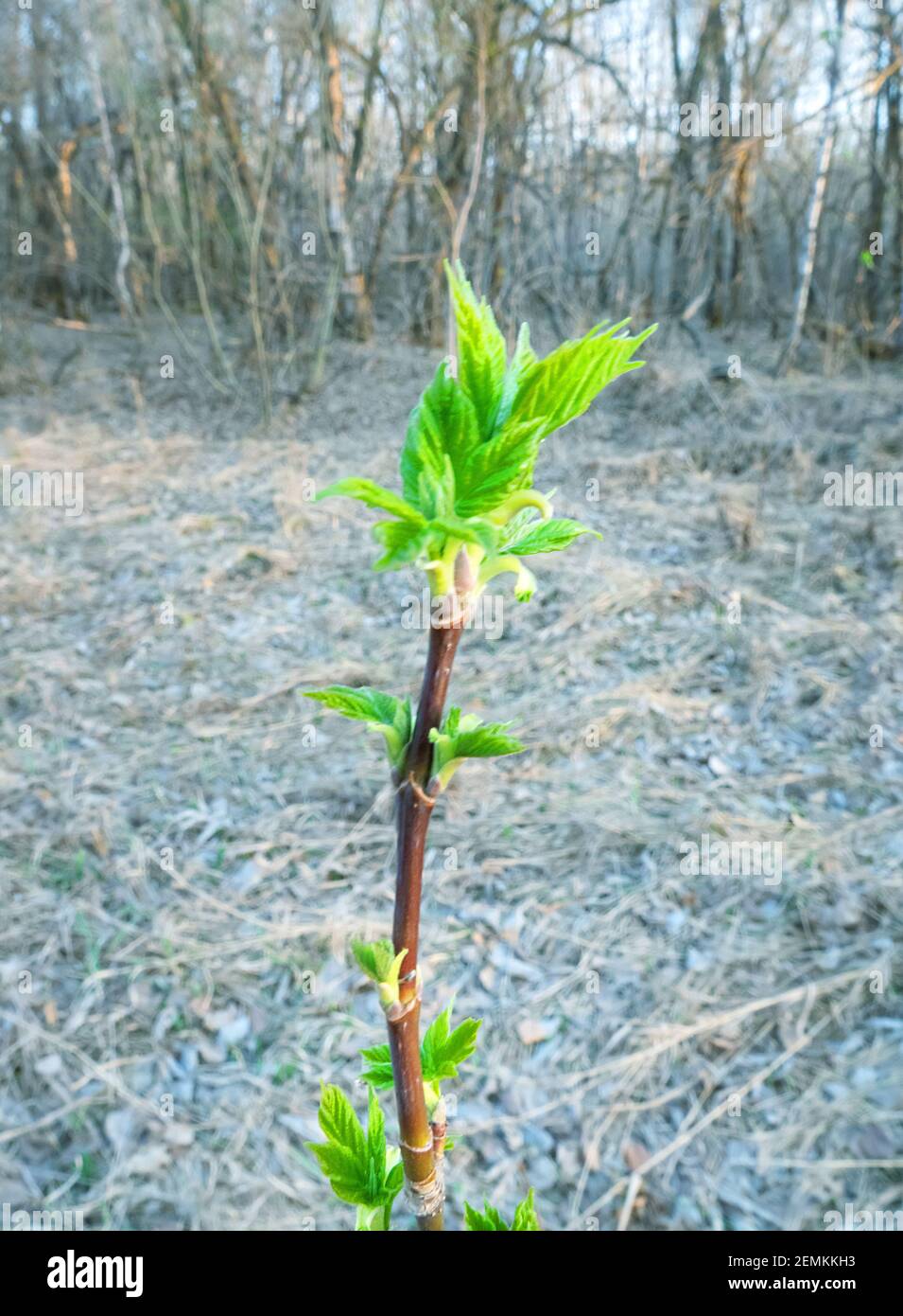 Spring in the forest and maple ash (Acer negundo) turgent buds, threw ...