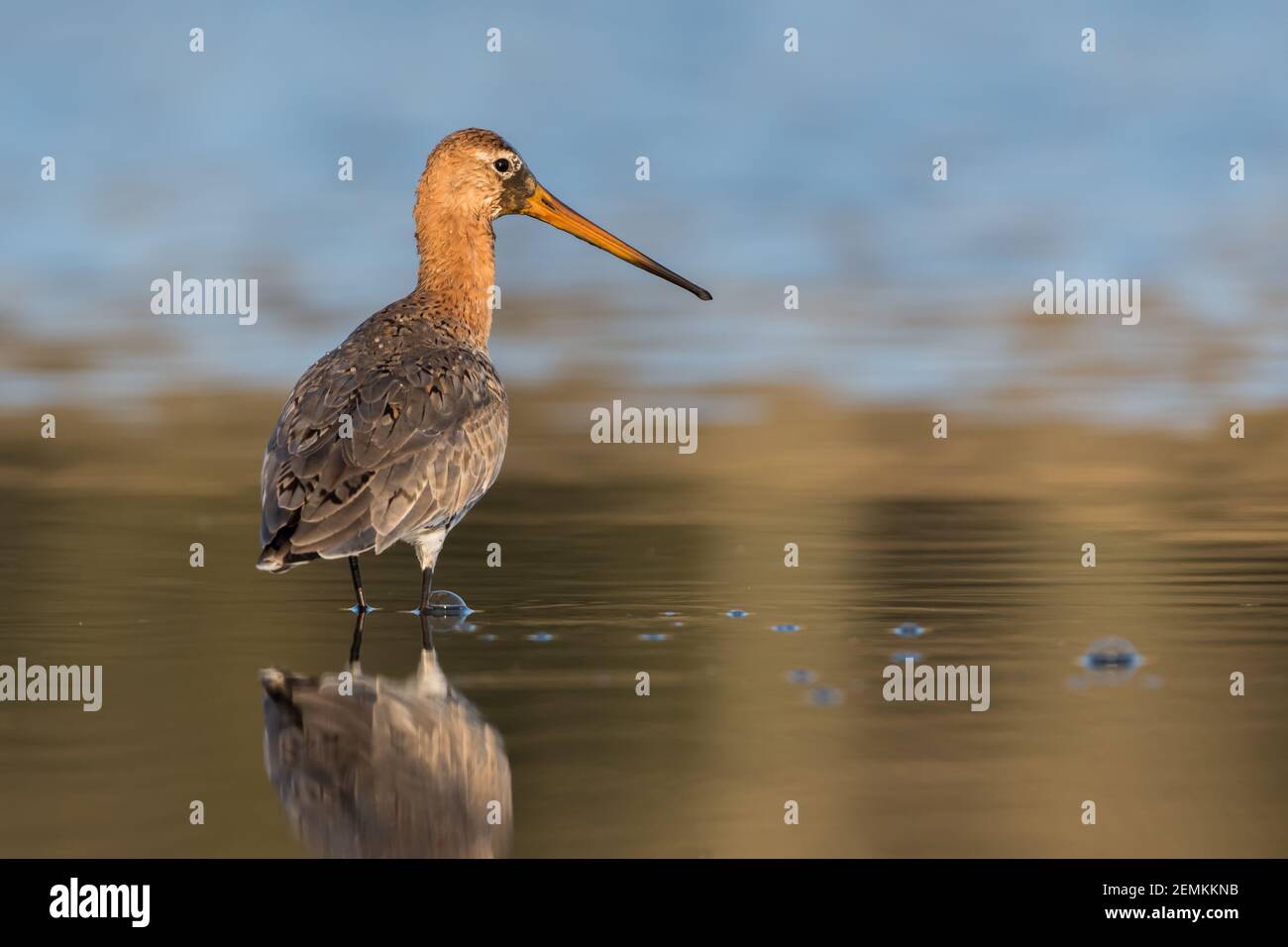 Black-tailed godwits (Limosa limosa) standing in shallow water of the ...