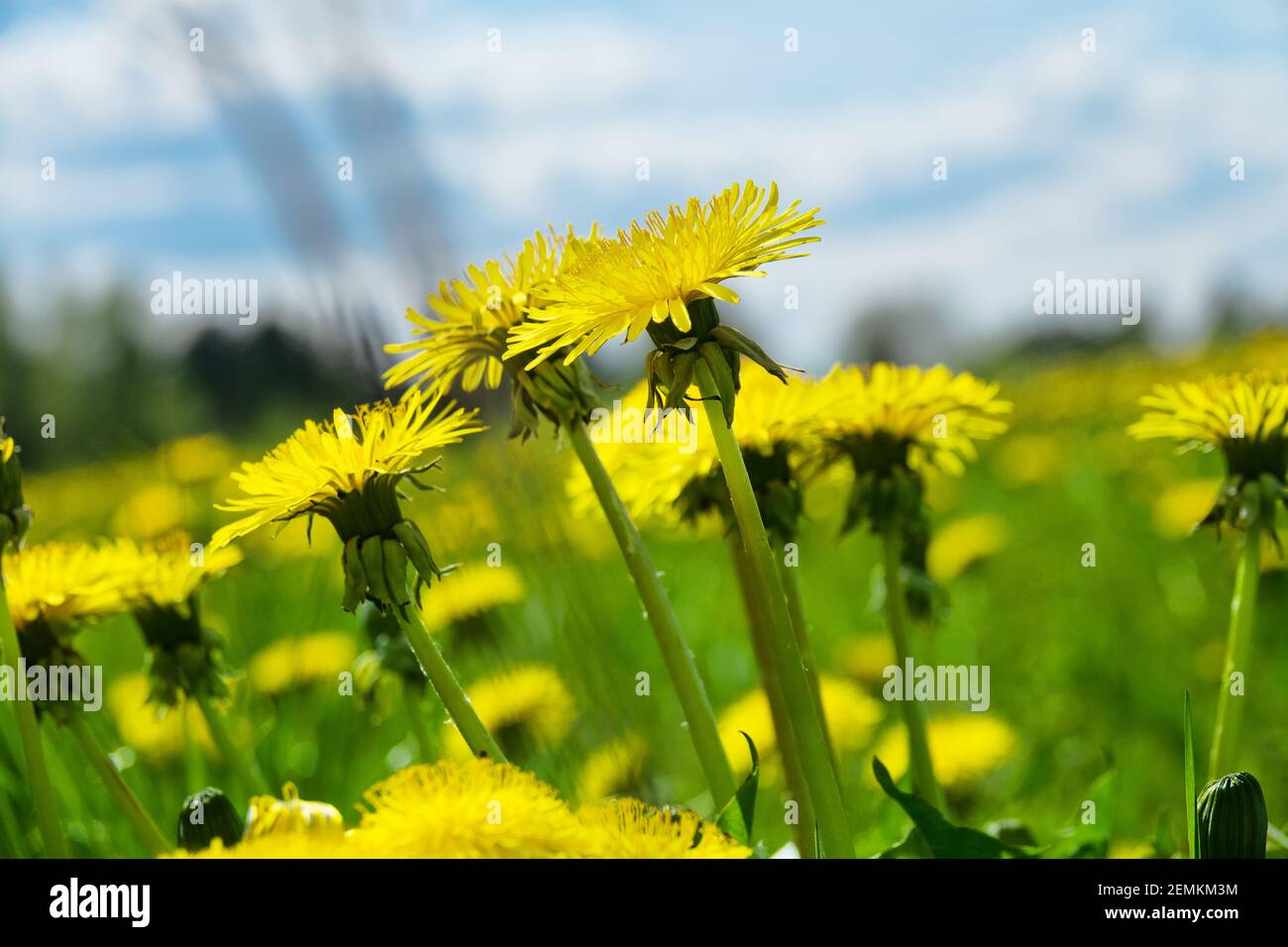 Field of spring flowers and perfect sunny day. Yellow is positive color ...