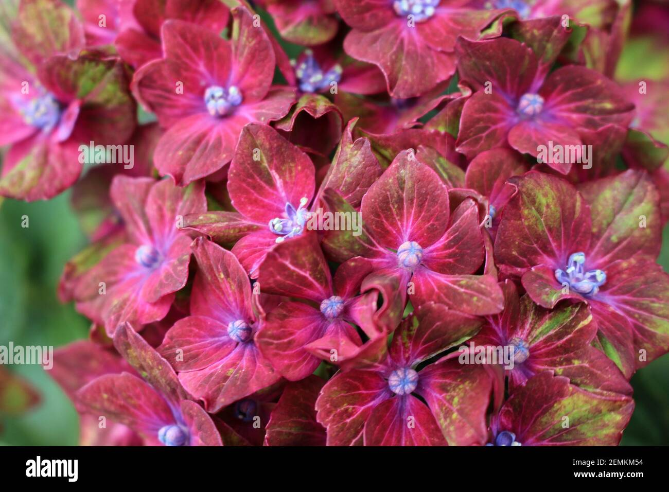 Hydrangeas care hi-res stock photography and images - Alamy