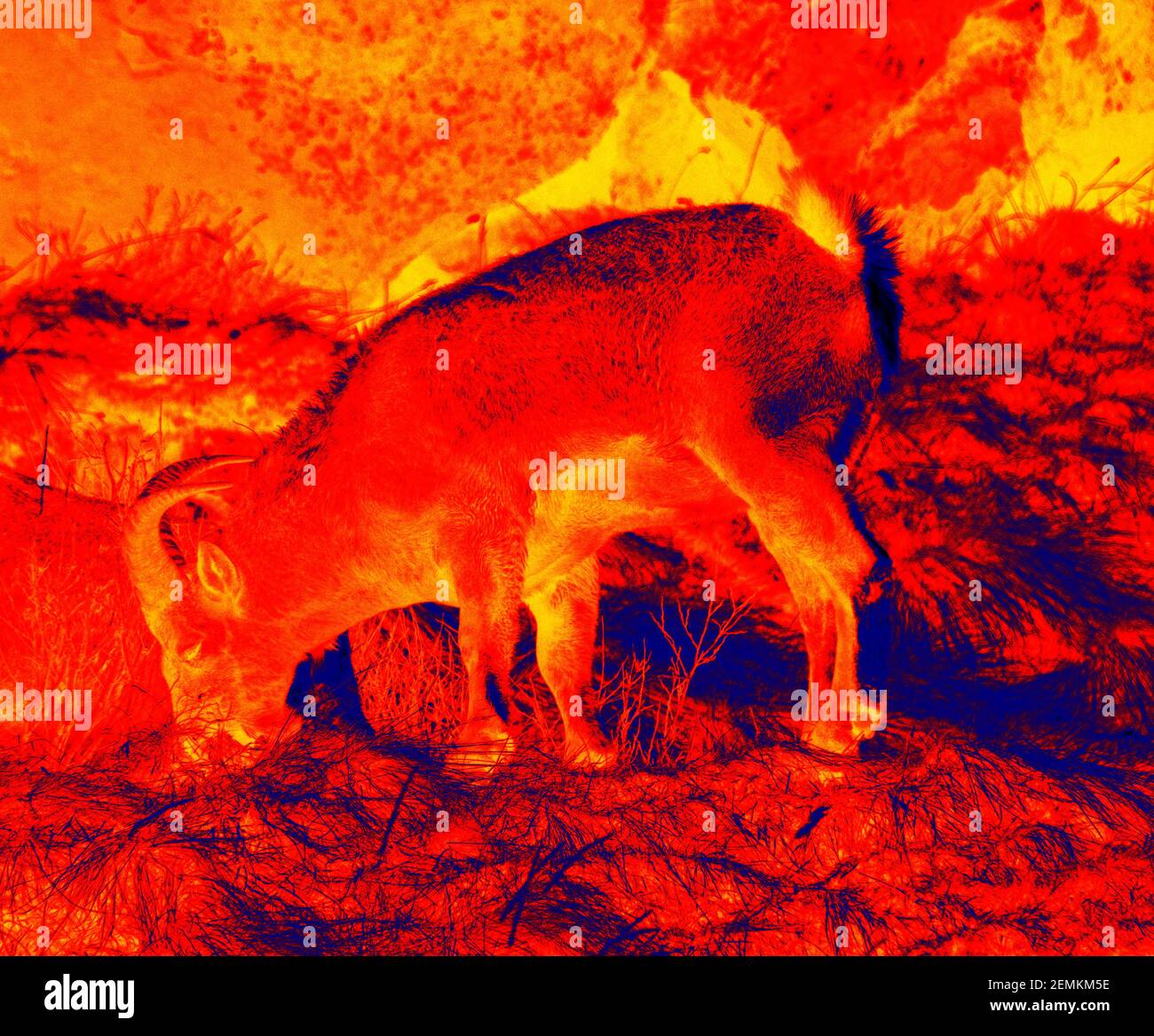 Caucasian wild goat (Capra caucasica). Scanning the animal's body ...