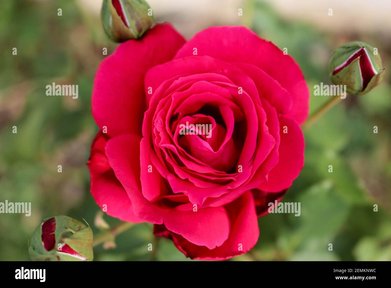 Rosebud close up hi-res stock photography and images - Alamy