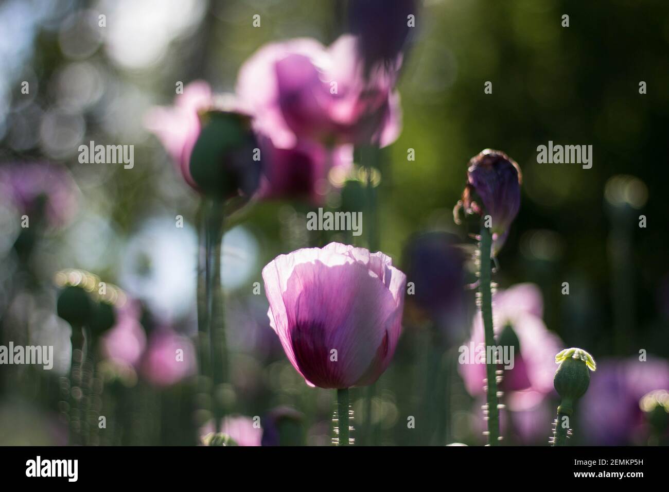 violet poppy field close up background Stock Photo - Alamy