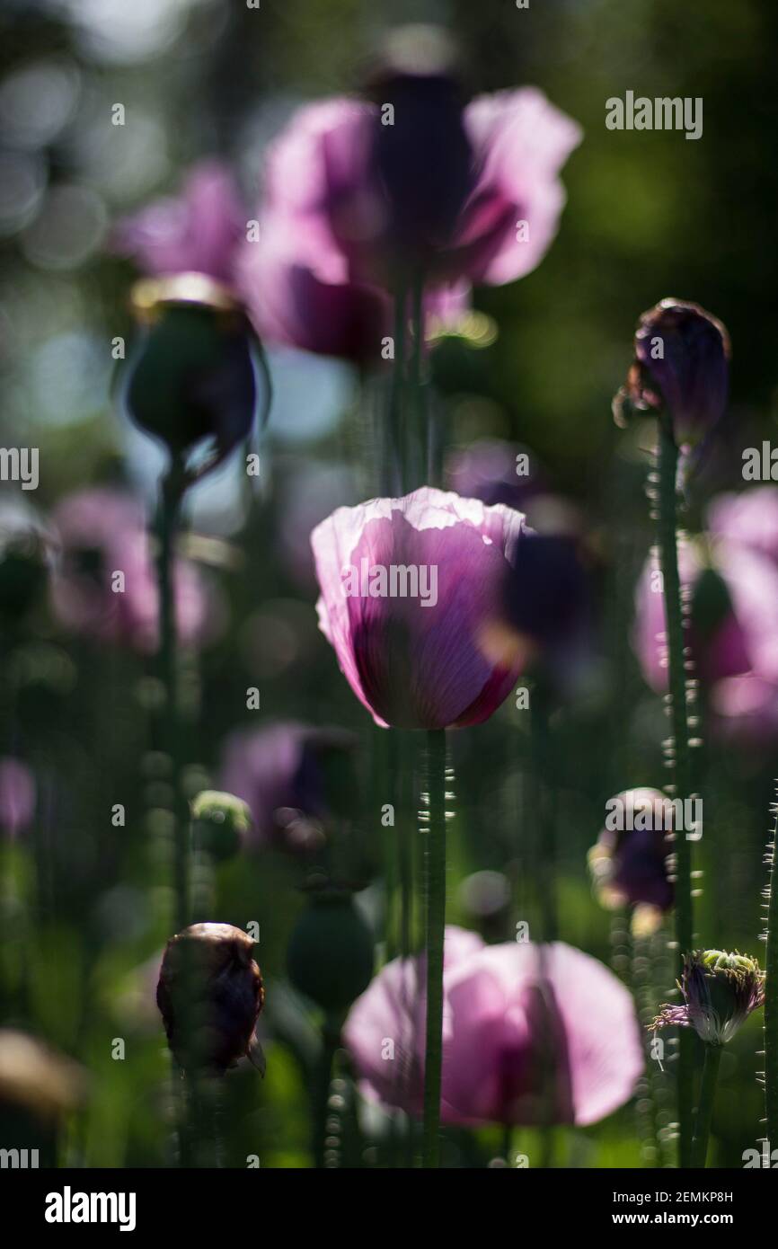 violet poppy field close up background Stock Photo - Alamy