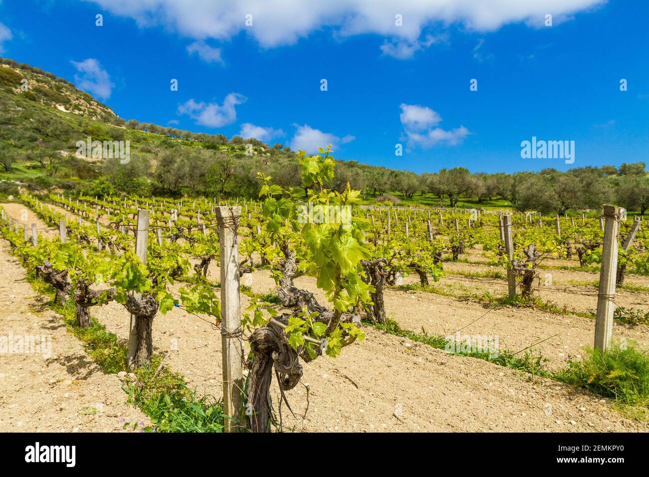 Mediterranean grapevines in springtime, blue sky and hills in the ...