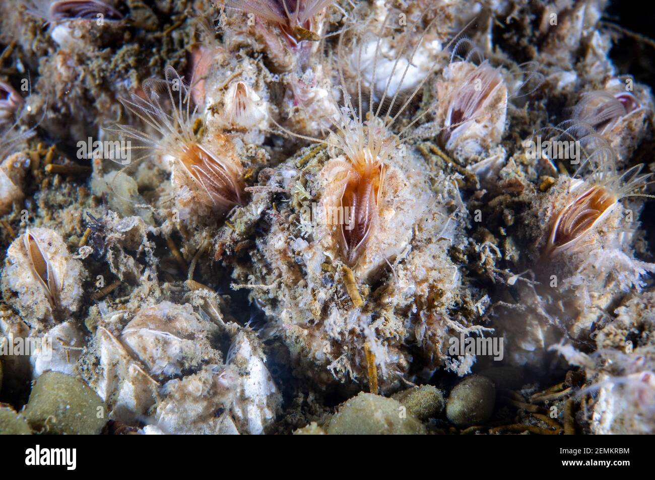 Barnacles feeding underwater in the St. Lawrence River in Canada Stock ...