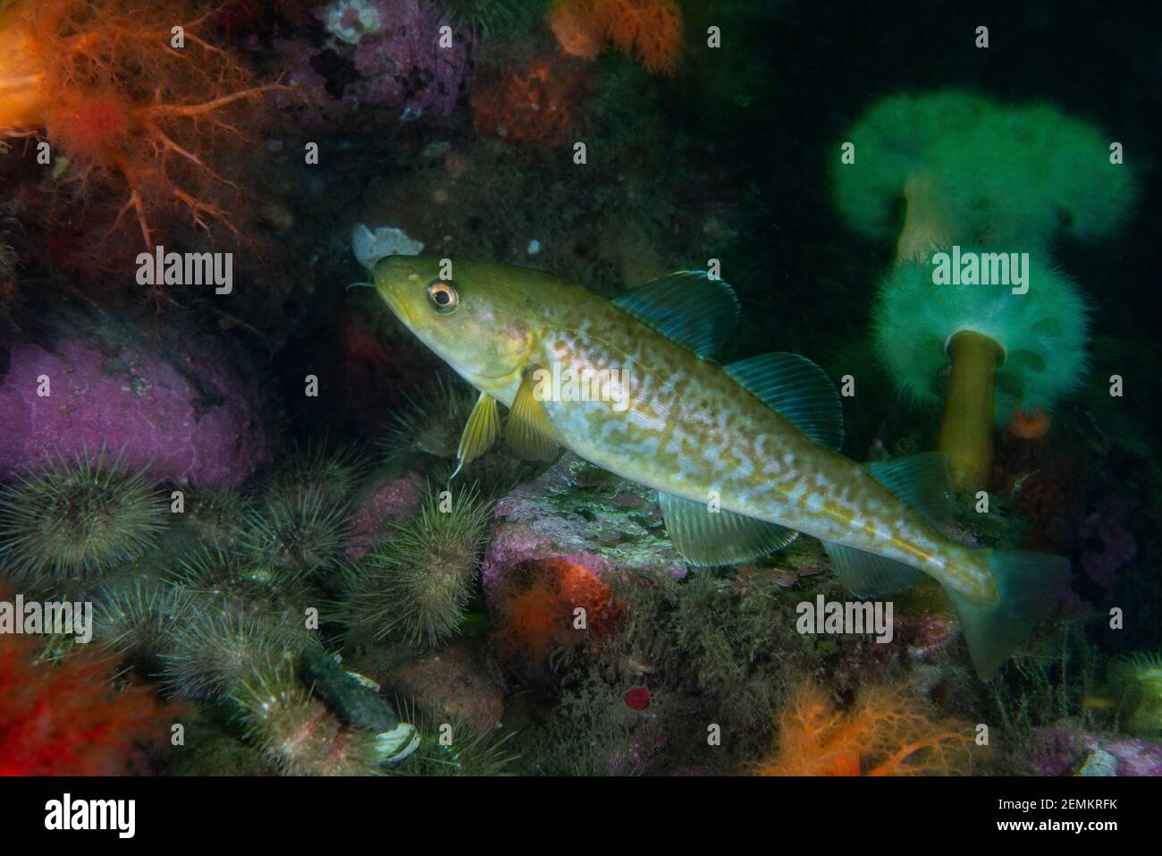 Greenland Cod underwater in the St. Lawrence River in Canada Stock ...
