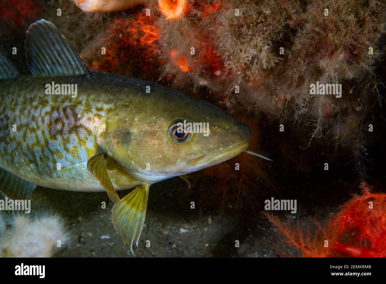 Greenland Cod underwater in the St. Lawrence River in Canada Stock ...