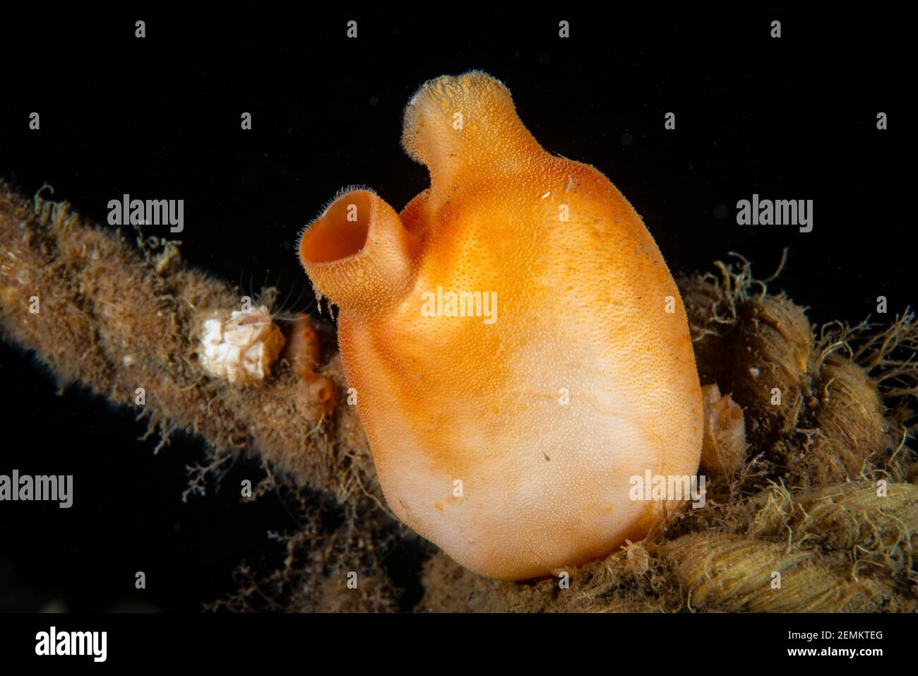 Halocynthia pyriformis hi-res stock photography and images - Alamy